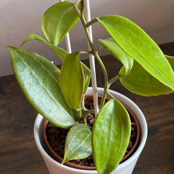 Orchid Seedling Cattleya Potinara Chyon Guu Sun deep Red Flower live ...