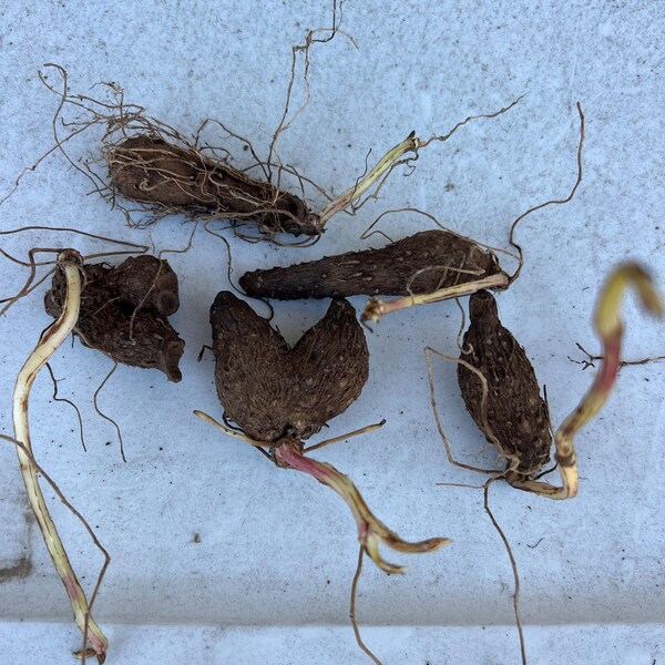 Aerial Tubers Dioscorea Alata - Etsy