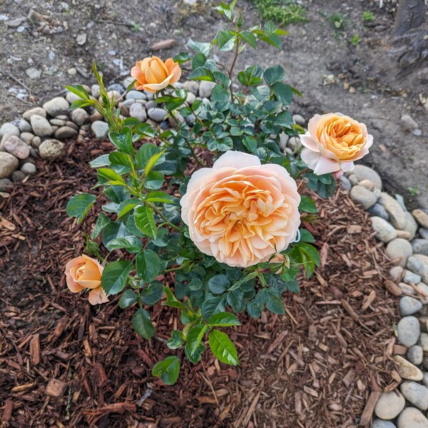 Rose【juicy Terrazza | 果汁阳台】- Ownroot -1.5gal | Netherlands Rose| Strong ...