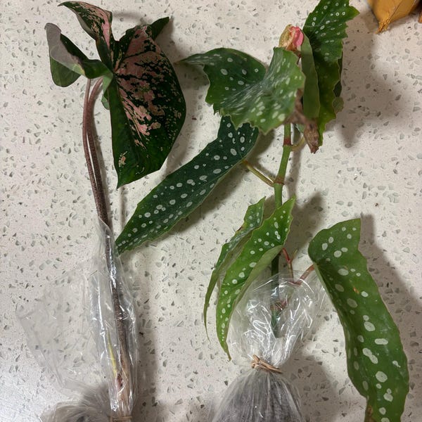 Live Angel Wing Begonia "my Special Angel" Starter House Plant - USA ...