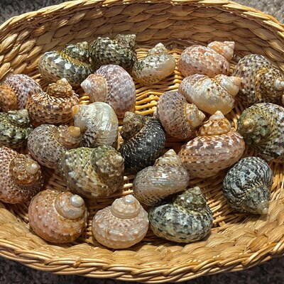 Nessastores Mexican Deep Sea Shell Beach Craft Scallop 2 1/2 3 20 PCS ...