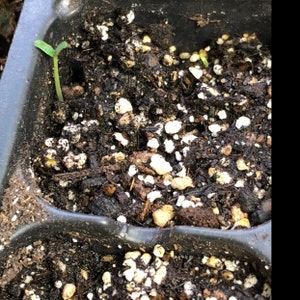 Purple Dead-Nettle Seeds Lamium purpureum Red Henbit | Etsy