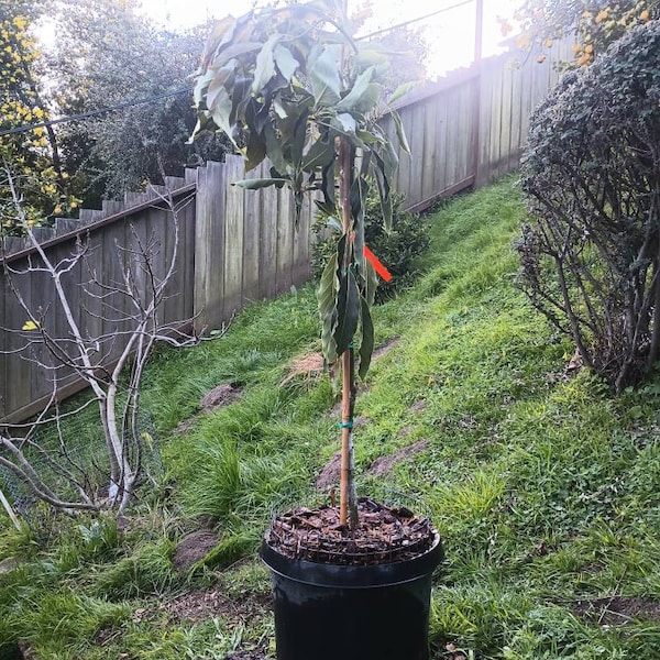 Tall Grafted 'giant Fuyu' Persimmon Tree - Fast Fruit Bearing - Rare ...