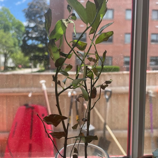 Yellow Long Neck Fig Tree – Live Plant-lowest PRICE! - Etsy