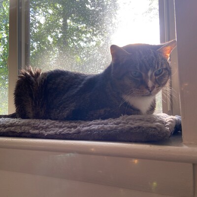 Window Sill Cat Pad/ 8 Sill Pad - Etsy