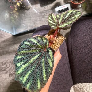 Begonia Baik X Begonia Ocellata Hybrid - Etsy