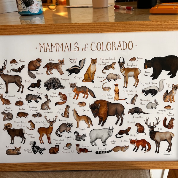 Colorado Mammals Field Guide Art Print / Animals of Colorado ...