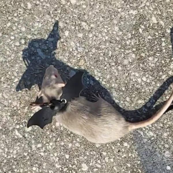 Bat Wings Harness Pet Leash Collar Set Halloween Costume/gifts-syrain ...