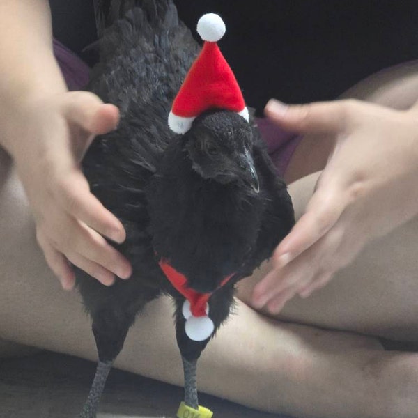 Scarecrow Costume for Chickens - Etsy