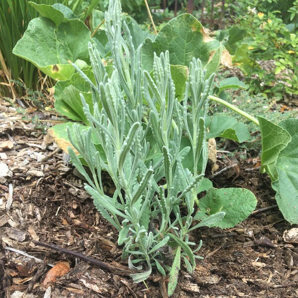 Lavender " Goodwin Creek Gray " Lavandula Plant in 4" Pot - Etsy