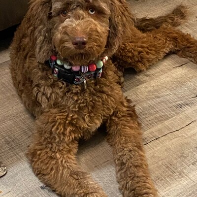 Customized peppermint Patty Pet Necklace - Etsy