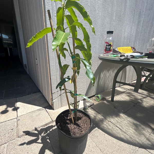 Edgar Mango TREE GRAFTED (2-4 Feet Tall). Ship to All States - Etsy