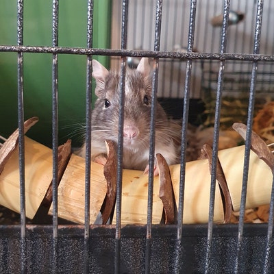 Degu Steps Degus, Rats, Mice, Gerbils, Hamsters, Birds, Cage Accessory ...