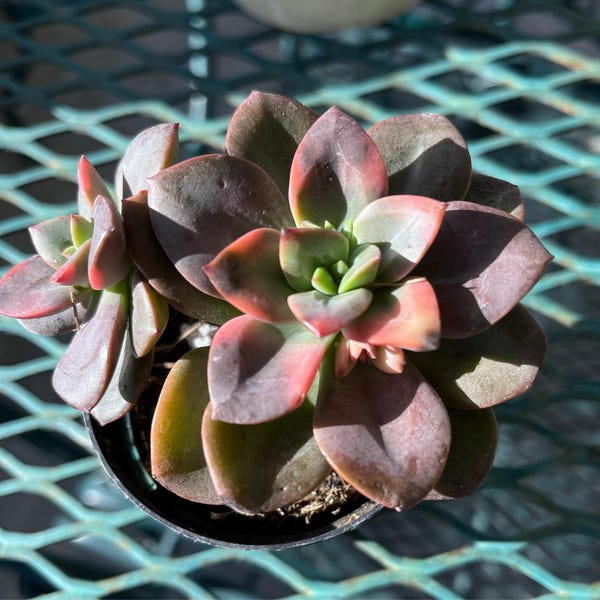 Blue Glow Agave 3 Gallon Live Succulent Plant Cactus Indoor Plant ...