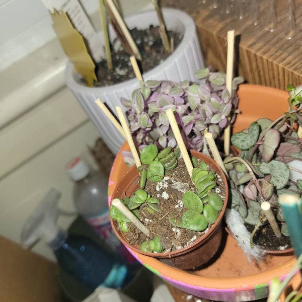String of Turtles, Peperomia Prostrata, Turtle Vine, Trailing House ...