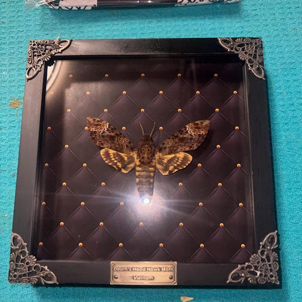 Real Framed Death Head Moth Acherontia Frame Dried Butterfly Skull Dead ...