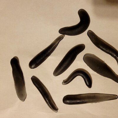 Larp Safe Rubber Leeches, Larp Medic, 5 Pack, Leach Healer, Plague ...