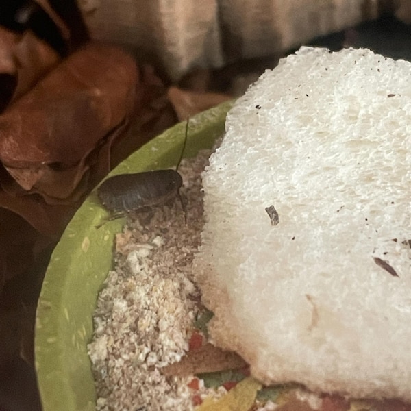 Giant African Land Snail Food, Snail Mix, Beetroot & Mealworm 100g ...