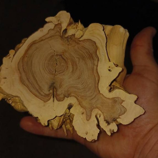 Maple Burl Wood. Big Leaf Maple Burl Resin Slab. Live Edge Wood. Burl ...