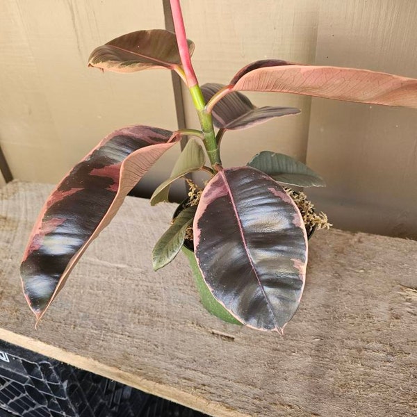 Mican Philodendron Velvet Leaf Philo Indoor & Outdoor Live Tropical ...