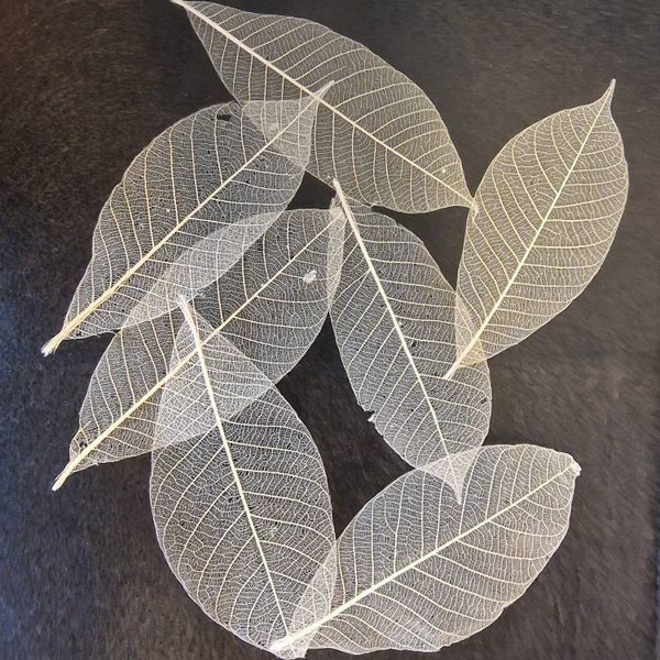 Natural Skeleton Leaves - Etsy