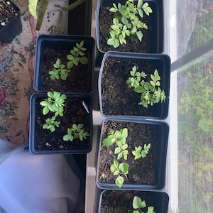 5 Bele Abelmoschus Manihot Edible Hibiscus Tonga Spinach Cuttings FROM ...