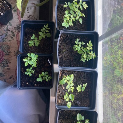 5 Bele Abelmoschus Manihot Edible Hibiscus Tonga Spinach Cuttings FROM ...