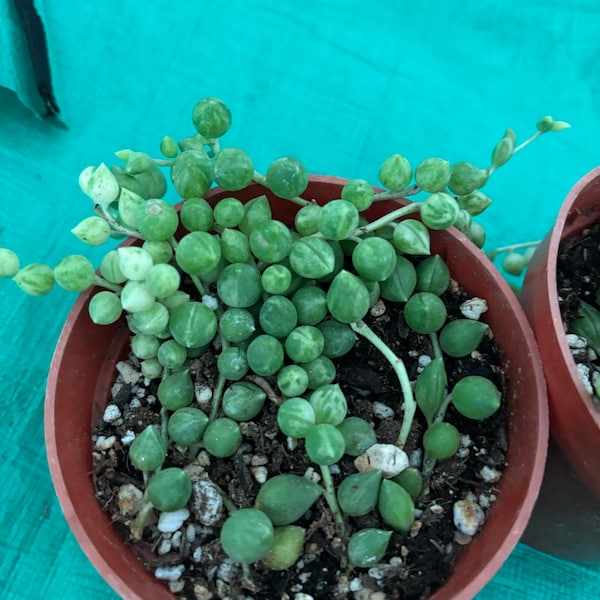 Senecio 'angel Tears' Variegata Succulent Plant - Etsy