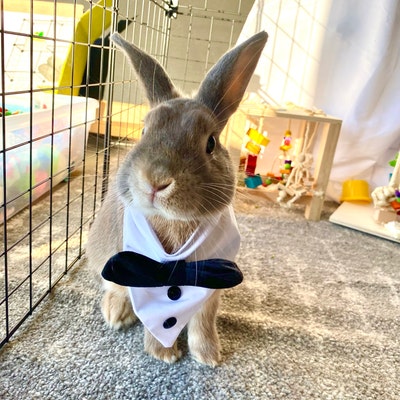 Tuxedo for Rabbits, Cats, Small Dogs, Bunny & Small Pets. Suit. Wedding ...