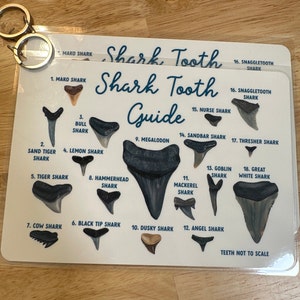 Auger Birth Shell Sticker ,sea Shell Sticker , Matte Clear Weatherproof ...