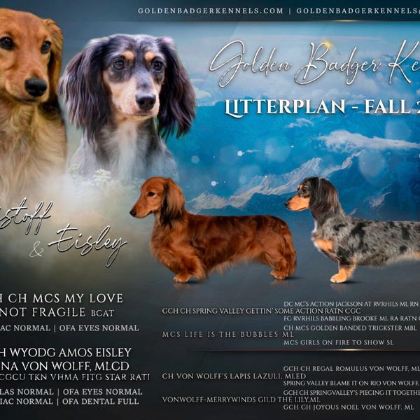 Labrador Retriever Advert for Breeders, Stud Dog Kennel Presentation ...