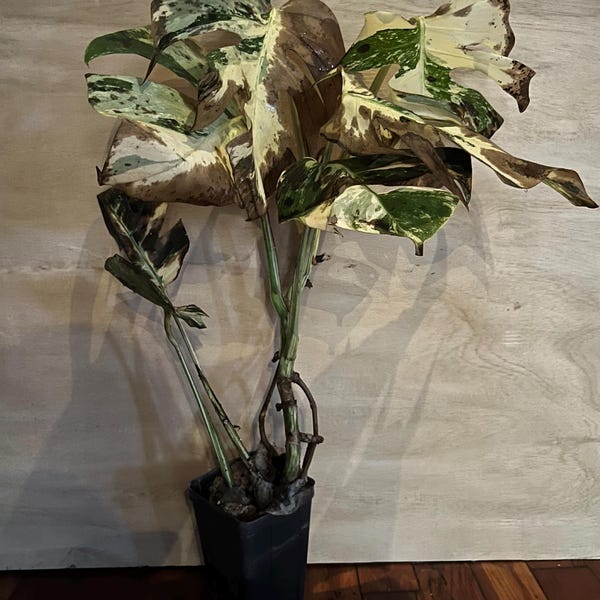 LIVE Pacay Icecream Bean Tree 'inga Feuillei' Rooted in a Small Pot ...