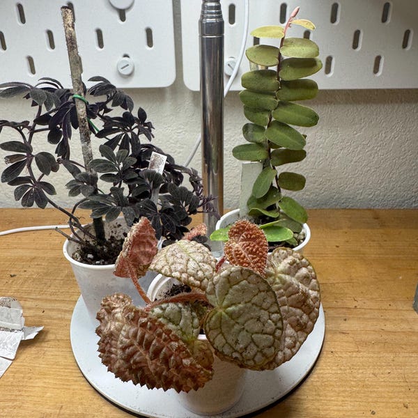 Begonia Mantuk, Terrarium Species From Papua New Guinea, 2 Inch Potted ...