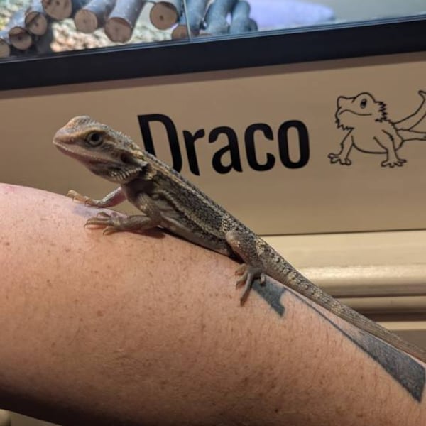 Custom Vivarium Name Sticker Label Bearded Dragon Lizard - Etsy