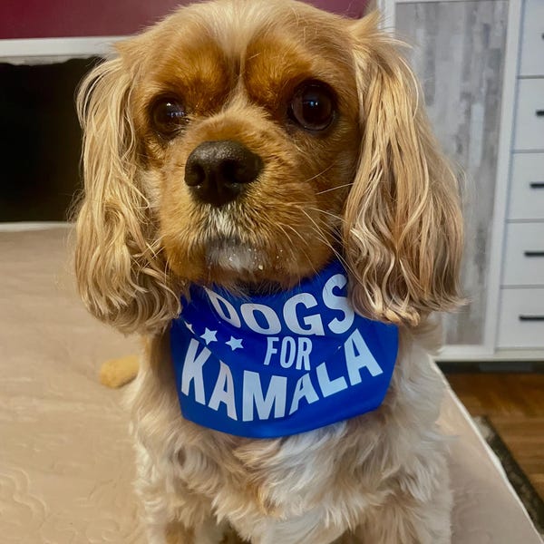 You’ve Been Boozed Wine Tote, Halloween Booze Gift Bags, Favor Treat ...