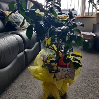 When Life Gives You Lemons 20x10cm Wooden Hanging Gin & Tonic - Etsy