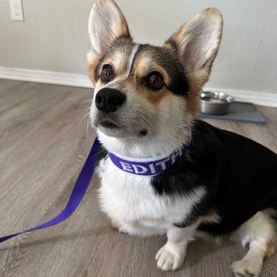 Patch Collar, Hook and Loop, Tactical Collar, Search and Rescue, Do Not ...