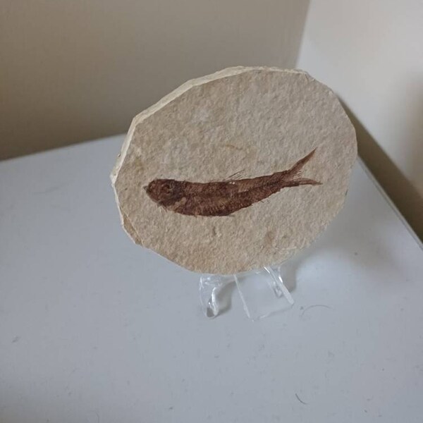 Sandy Ammonite | 22mm | A29 | Jurassic Coast Fossil | Collectors ...