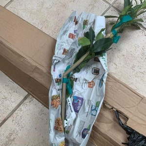 Fallglo Tangerine Grafted 3ft 4 Feet Tall No Shipping Ca - Etsy