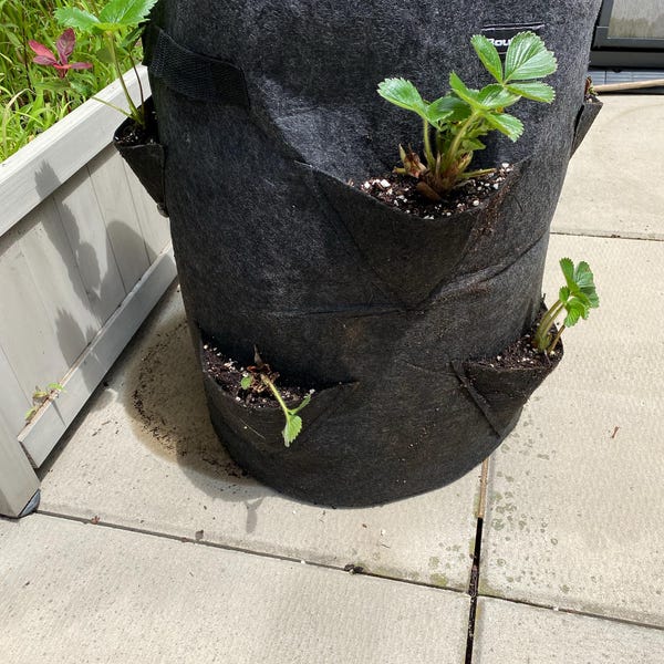 3 Blackberry Plants "triple Crown"-thornless (3 Large 1 Year Old Plug ...