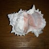 Pink Murex Seashell-beach Wedding Decor-crafting Shells-wedding Shells ...