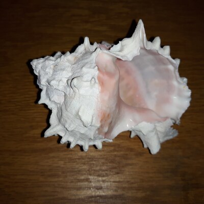 Pink Murex Seashell-beach Wedding Decor-crafting Shells-wedding Shells ...