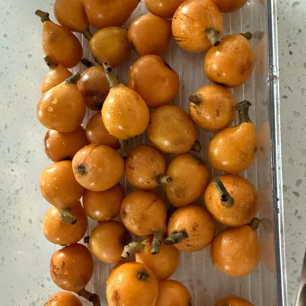 Loquat Tea Leaf, Fresh Loquat Leaves, Organic Loquat Leaves, Japanese ...