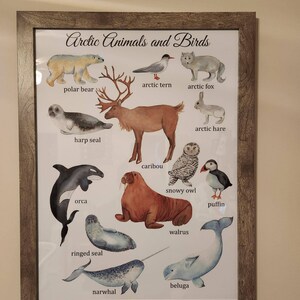 Arctic Animals Flash Cards. Montessori Three Part Cards. - Etsy