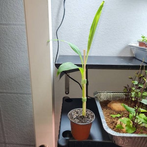 Athens Blue Princess Glory Bush Planttibouchina Urvilleanasmall Starter ...