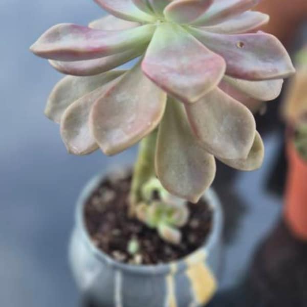 Echeveria Aqavoides Lipstick Rare Succulent Live Plant 1 Galon Pot Ship ...