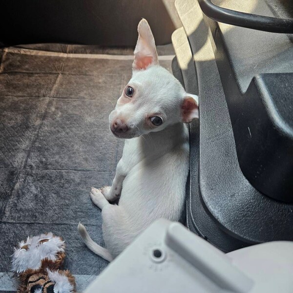 Ball Python Pastel Watercolor Snake A Plushie Stuffed Animal Friend ...