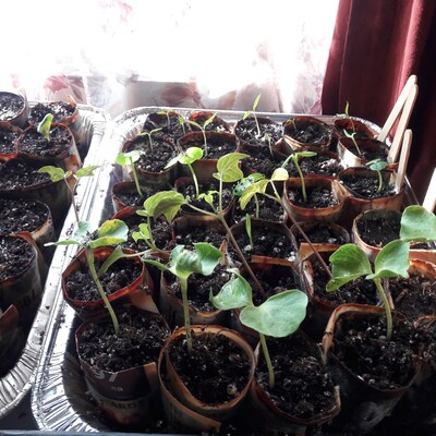 Jewels of Opar ''limon'' Limon Talinum - Etsy