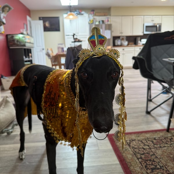 Cleopatra, Egyptian, Halloween Costume for Large Dogs, Cosplay ...