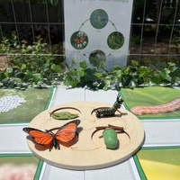 Life Cycle of a Pumpkin Plant Pack - Etsy Canada